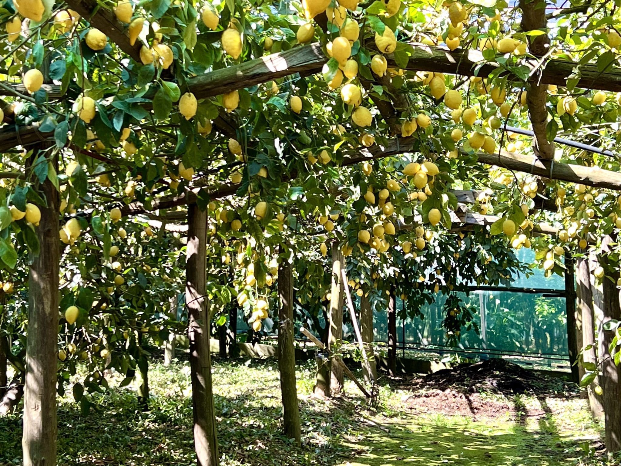 The Best Sorrento Lemon Tours